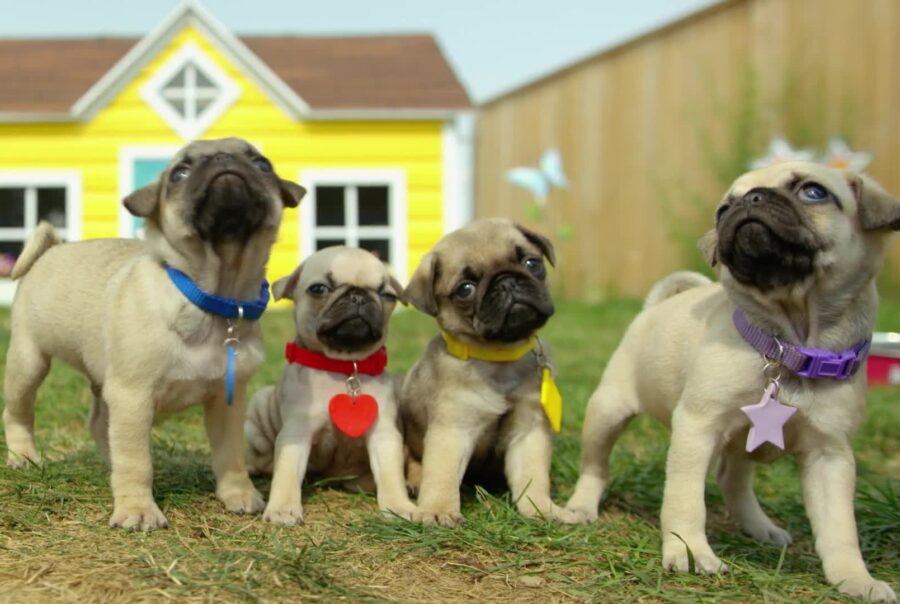 Bob El Constructor - Edye